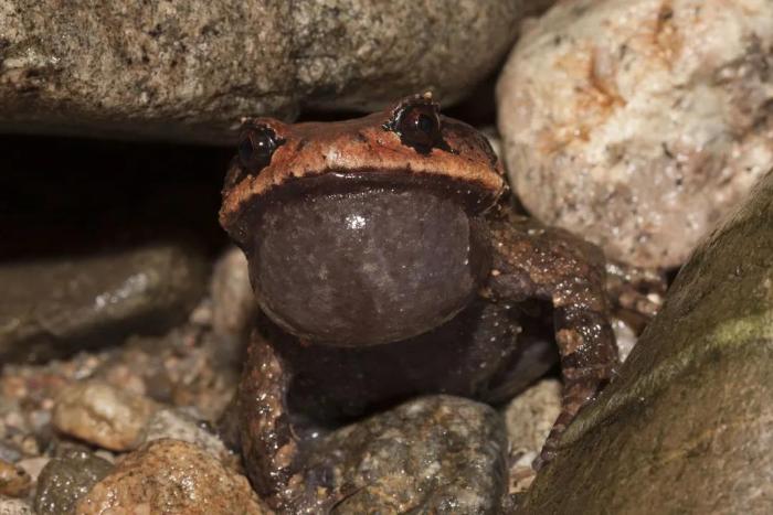 中国生物多样性保护—广东林业篇上-广东省生态文明促进会